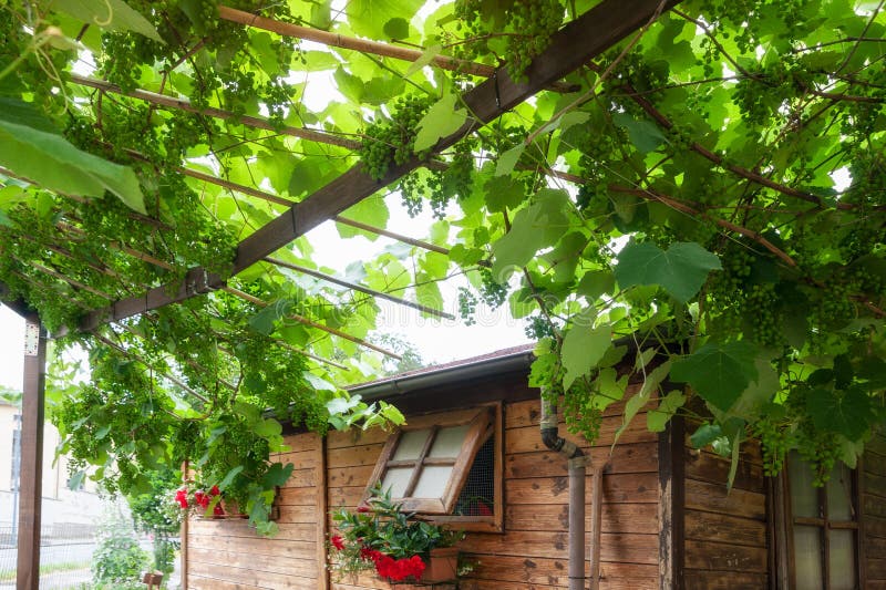 Table Grape Vine Growing on the Bower. Stock Photo - Image of bower ...