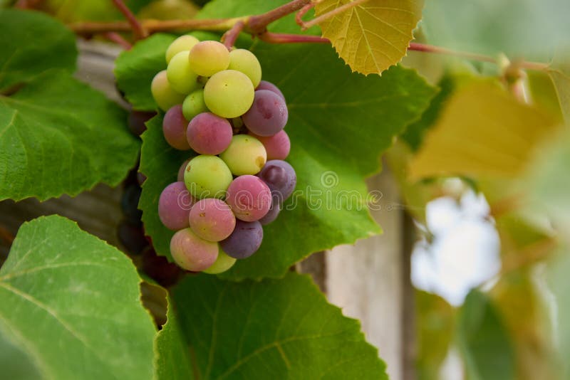 Table Grapes on the Vine stock photo. Image of organic - 248661192