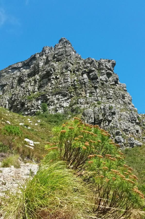 Table Mountain Hiking stock photo. Image of nature, trail - 46543216