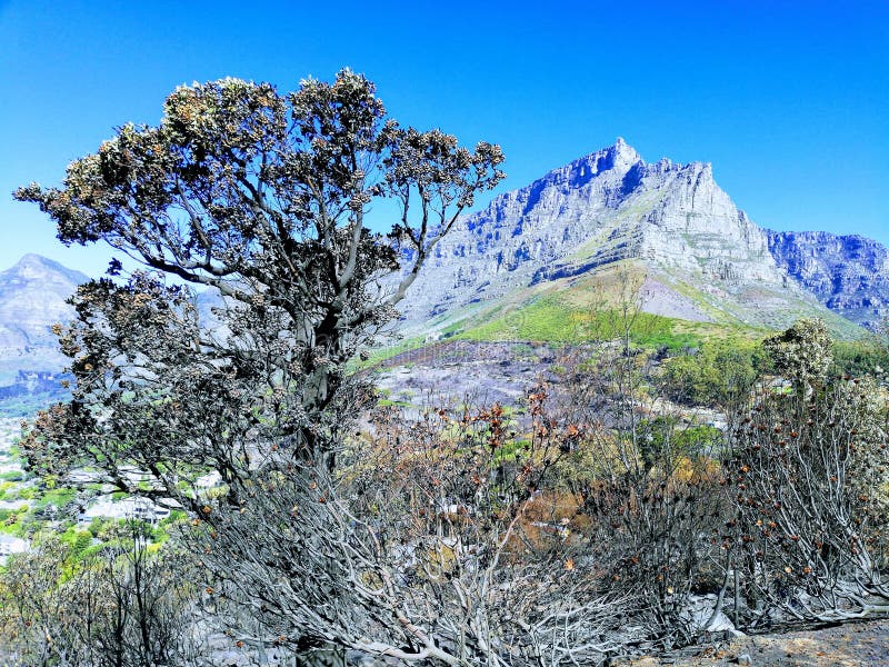 Table Mountain Nature Reserve after Bush Fire Stock Photo - Image of ...