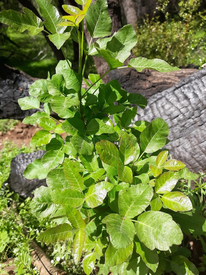 Table Mountain Poison Oak Fallen Burnt Tree Stock Image - Image of ...