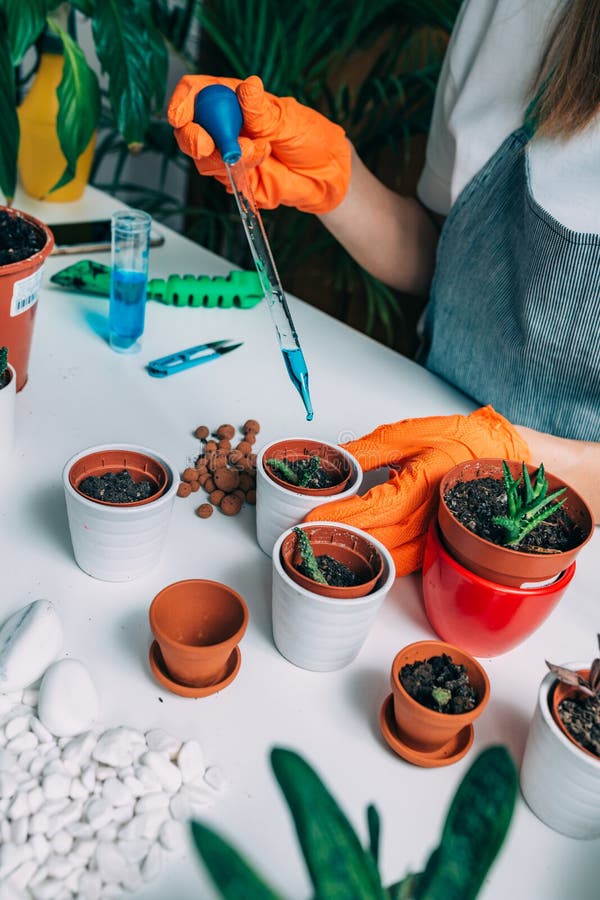Table with Potted Plants at Home Stock Image - Image of plant, house ...