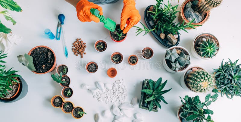 Table with Potted Plants at Home Stock Photo - Image of garden, woman ...