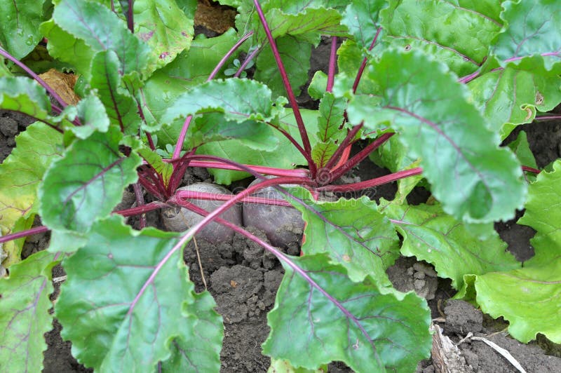 Table Red Beets Grow in Open Organic Soil Stock Photo - Image of grow ...