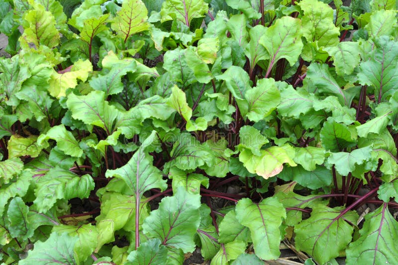 Table Red Beets Grow in Open Organic Soil Stock Photo - Image of ...