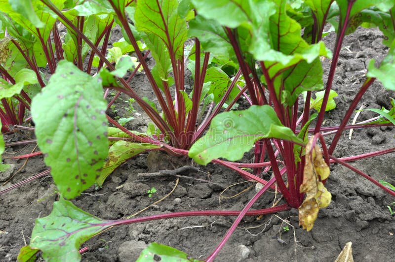 Table Red Beets Grow in Open Organic Soil Stock Photo - Image of ...