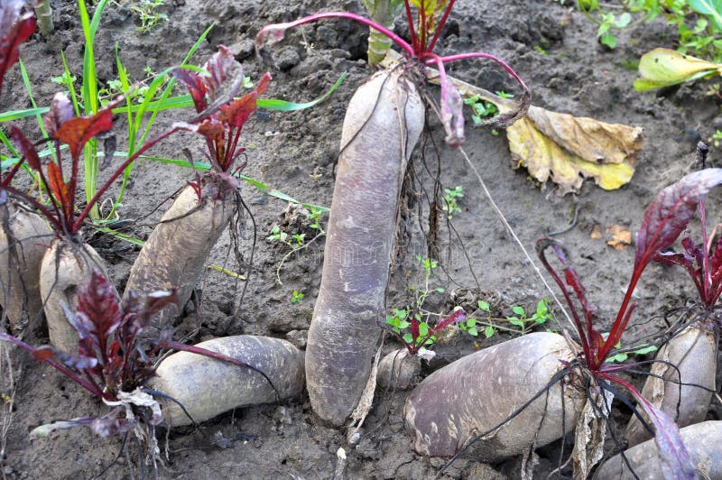 Table Red Beets Grow in Open Organic Soil Stock Photo - Image of ...