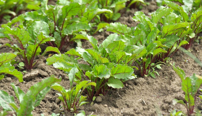 Table Red Beets Grow in Open Organic Soil Stock Image - Image of diet ...