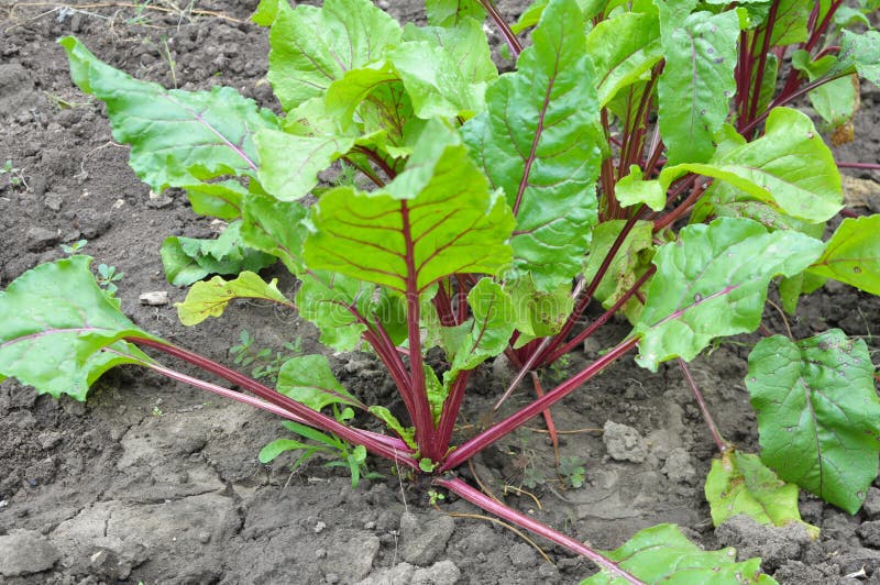 Table Red Beets Grow in Open Organic Soil Stock Image - Image of ...
