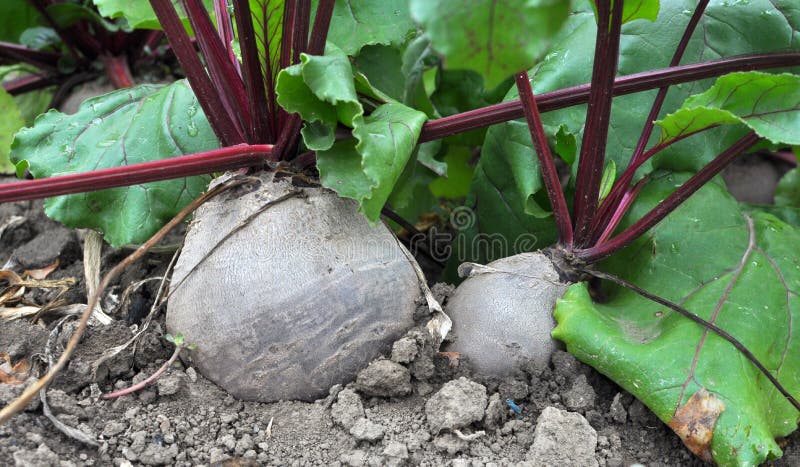 Table Red Beets Grow in Open Organic Soil Stock Image - Image of bunch ...