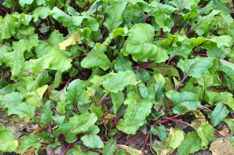 Table Red Beets Grow in Open Organic Soil Stock Image - Image of ...