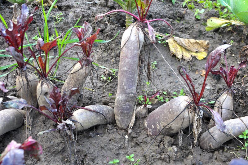 Table Red Beets Grow in Open Organic Soil Stock Image - Image of leaf ...
