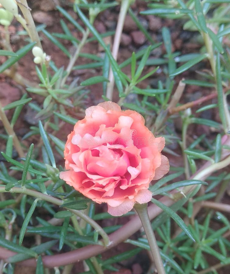Table Rose in garden stock photo. Image of garden, beautiful - 177781310