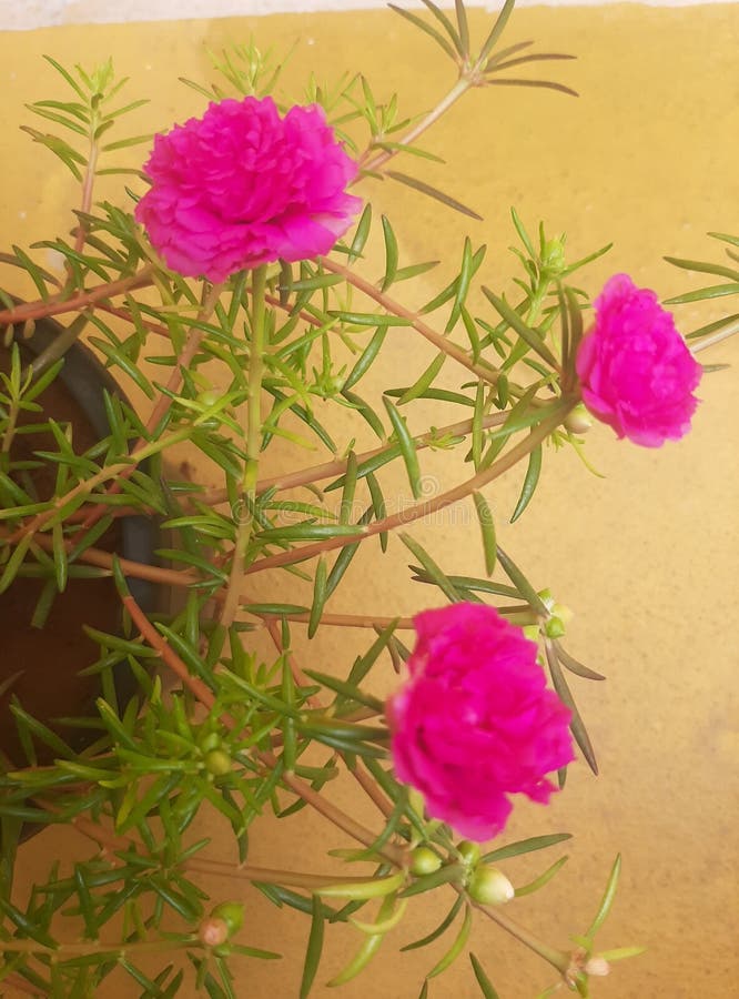 Table rose stock photo. Image of rose, garden, beautiful - 218761988