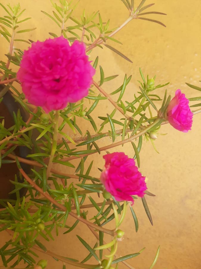 Table rose stock photo. Image of table, nature, beauty - 218762158