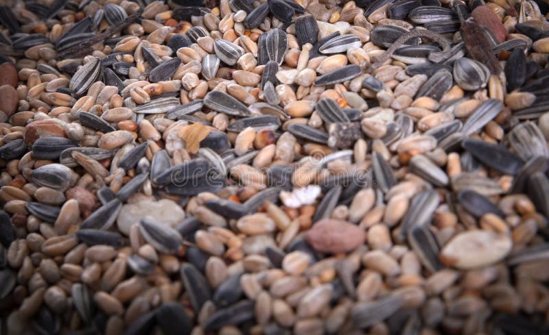 Table seed bird food mix stock photo. Image of food - 304464552