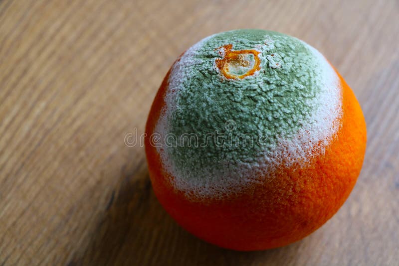 On the Table is a Spoiled Orange Stock Photo - Image of citrus, dump ...