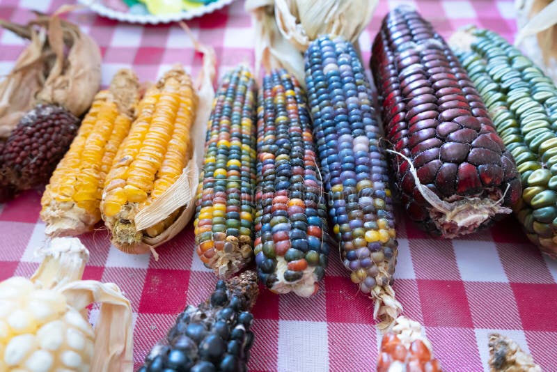 Different types of corn stock image. Image of corn, foodstuff - 27308103