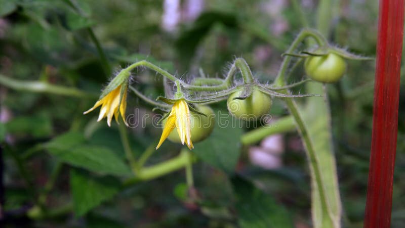 Table Tomato Fruit Cultivation in Greenhouse Stock Image - Image of ...