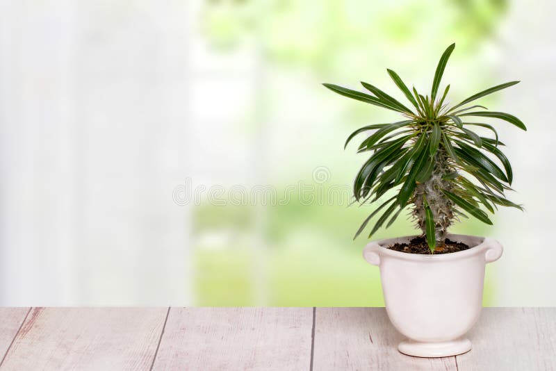 Table Top on Cactus Background. a Cactus in a Decorative Ceramic Pot on ...