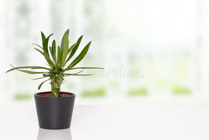 Table Top on Cactus Background. a Cactus in a Decorative Ceramic Pot on ...