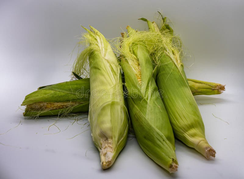 Table Top View of Corn on the Cob Still with Husk and White Background ...