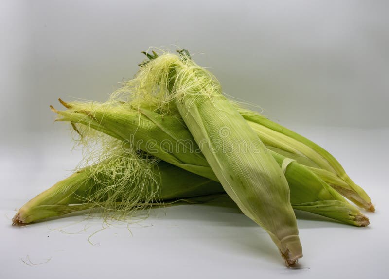 Table Top View of Corn on the Cob Still with Husk and White Background ...