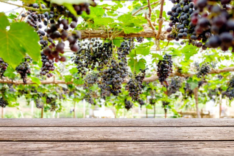 Table Wood Top on Grape Bunch Stock Photo - Image of nature, climber ...