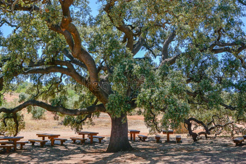 Tables and Benches To Eat Under a Huge Tree Stock Image - Image of food ...