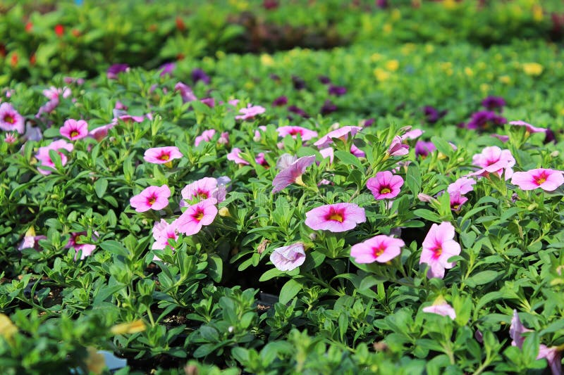 Tables Full of Calibrachoa Flowers Growing in Various Colors Stock ...