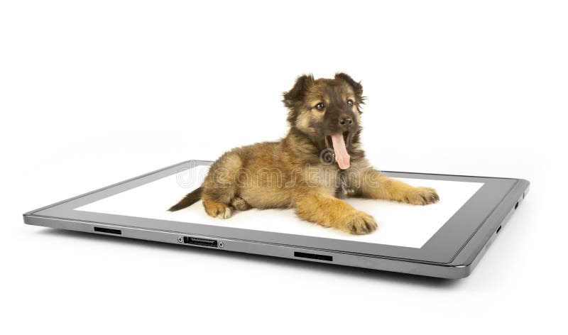 Cute Puppy Dog Looking at Bone on a Tablet Computer Stock Photo - Image ...