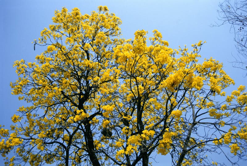 Tabobia Tree, Dapoli, Maharashtra, India Stock Image - Image of colors ...