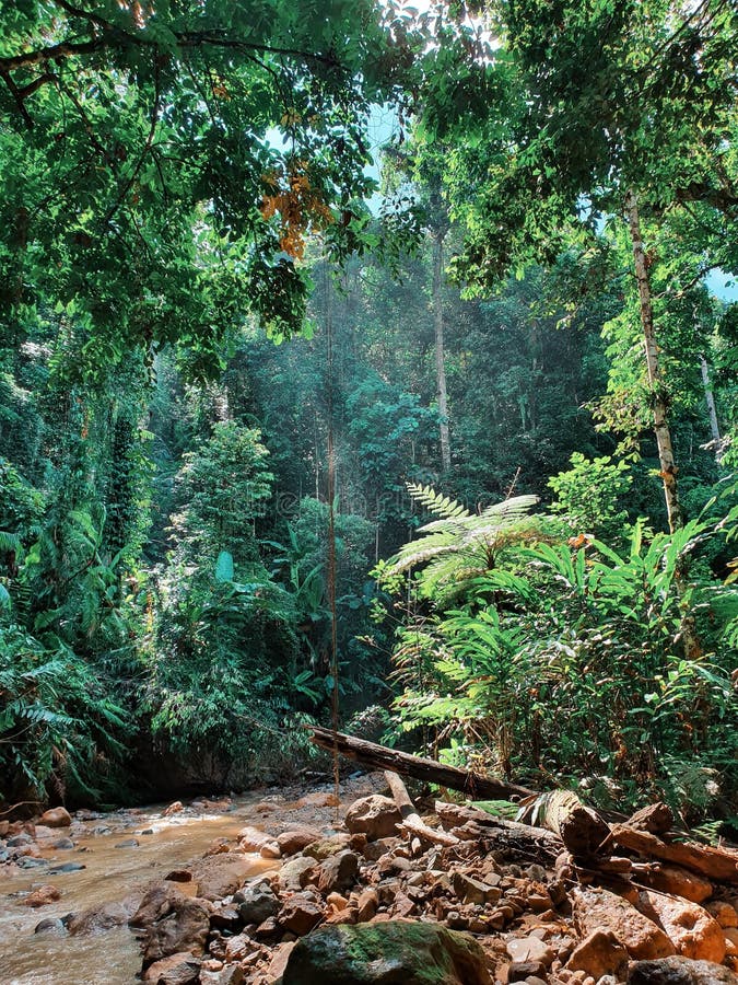 Tabobo River in the Forest, Indonesia Stock Image - Image of forest ...