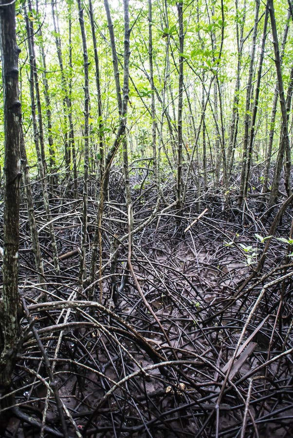 Taboon plant stock photo. Image of ecology, province - 58048112