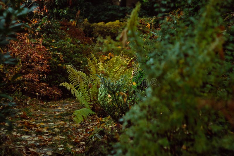 Tabor Botanical Garden Morning Winter Stock Image - Image of steeple ...