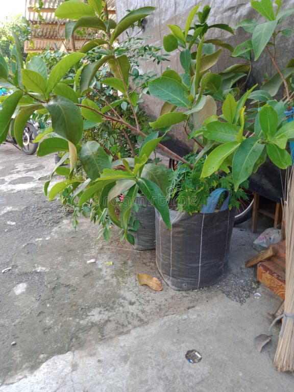 Tabulampot stock image. Image of garden, leaf, shrub - 235994167