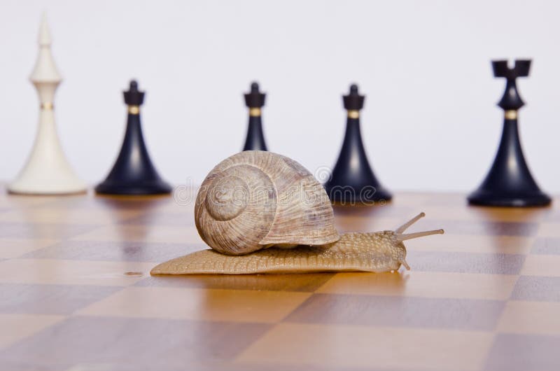 Tabuleiro De Xadrez Com Caracol E Chessmans Foto de Stock - Imagem de ...