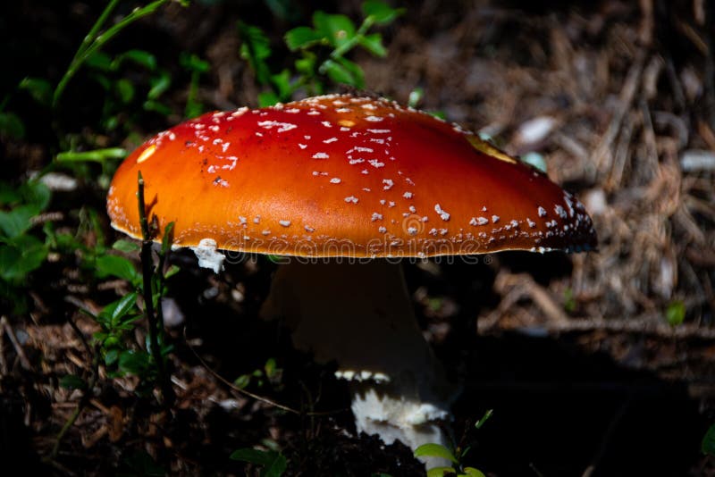 Taburete Venenoso Gigante Iluminado Por El Sol Imagen de archivo ...
