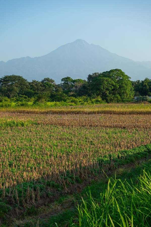 Tacana Volcano from Corn Fields in Chiapas Stock Image - Image of ...