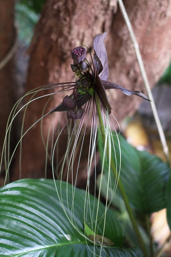 Tacca Stock Images - Download 269 Royalty Free Photos