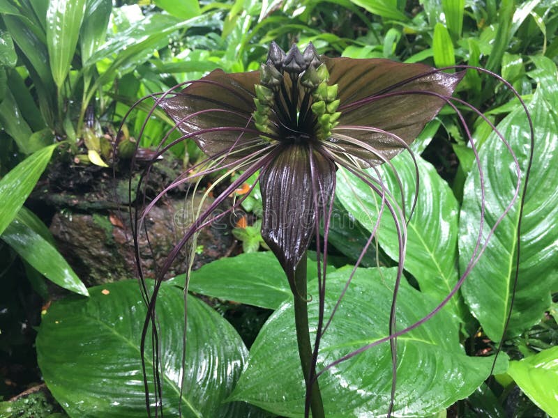 Bat Flower ( Tacca Chantrieri Andre ),herb In South-eastern Asi Stock ...