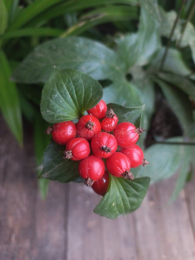 Tacca Palmata Decorative or Ornamental Plant Stock Photo - Image of ...