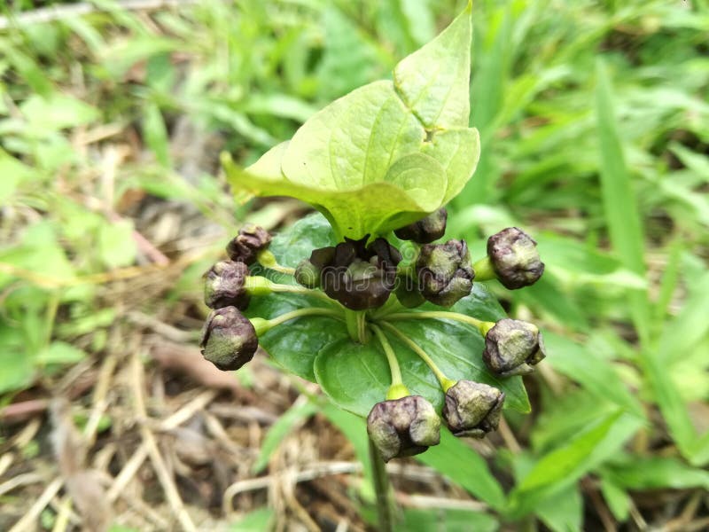Tacca palmata stock image. Image of plant, bulbous, animal - 237431109