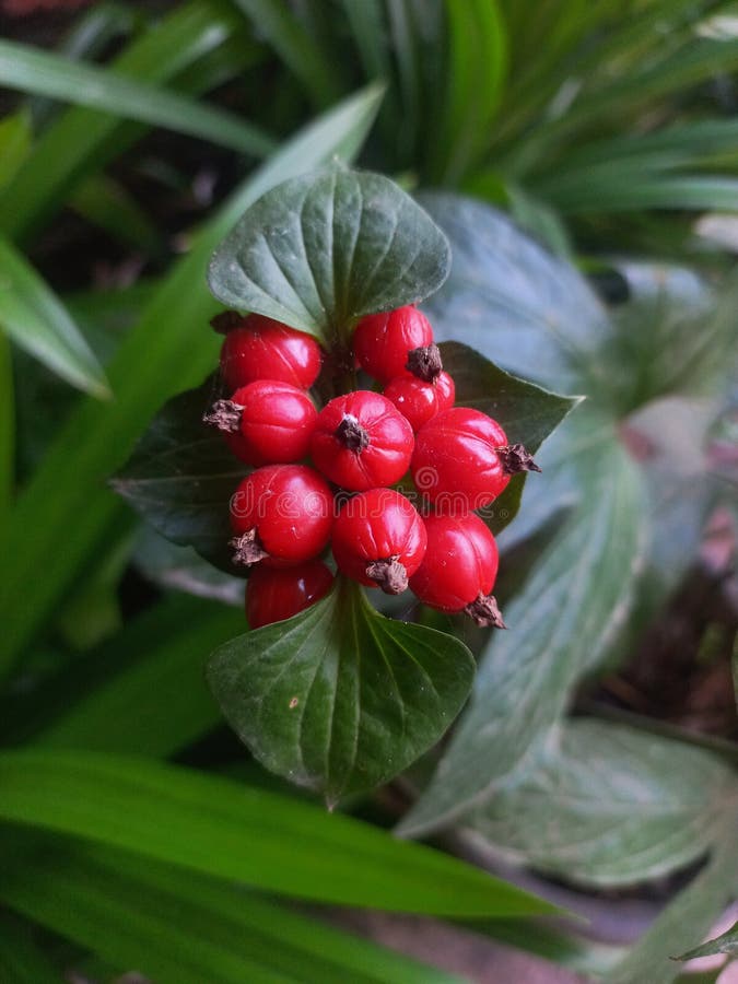 Tacca palmata stock image. Image of plant, bulbous, animal - 237431109