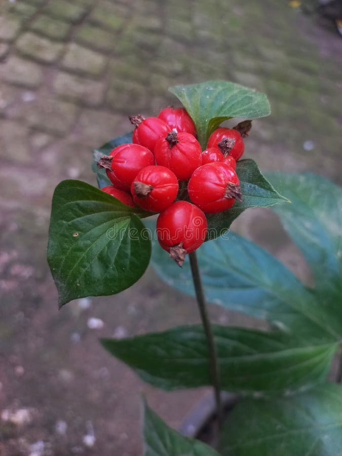 Tacca Palmata Fruits Plants Stock Image - Image of fruits, nature ...