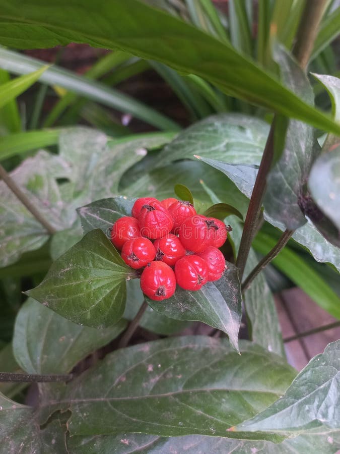 Tacca Palmata& X27;s Fruit Plant Stock Photo - Image of petal, tacca ...