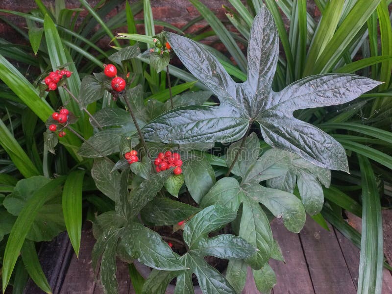 Tacca palmata stock image. Image of plant, bulbous, animal - 237431109