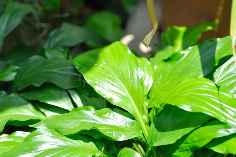 Tacca Plantaginea, Hance or Drenth or Dioscoreaceae Stock Photo - Image ...