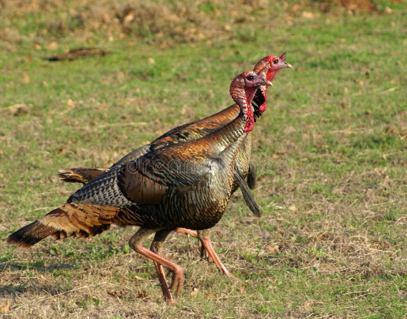 Due Tacchini Che Corrono Nel Selvaggio Immagine Stock - Immagine di ...