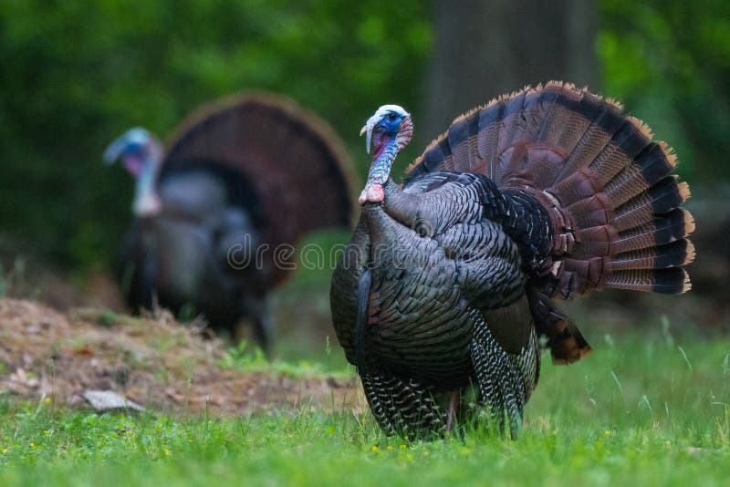 Coppia Di Tacchini Selvatici Maschio E Femmina in Un Campo Fotografia ...